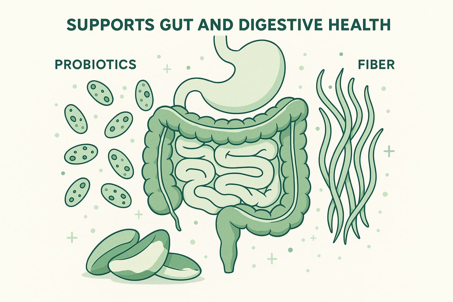 10 Proven Health Benefits of Brazil Nuts (Backed by Science)