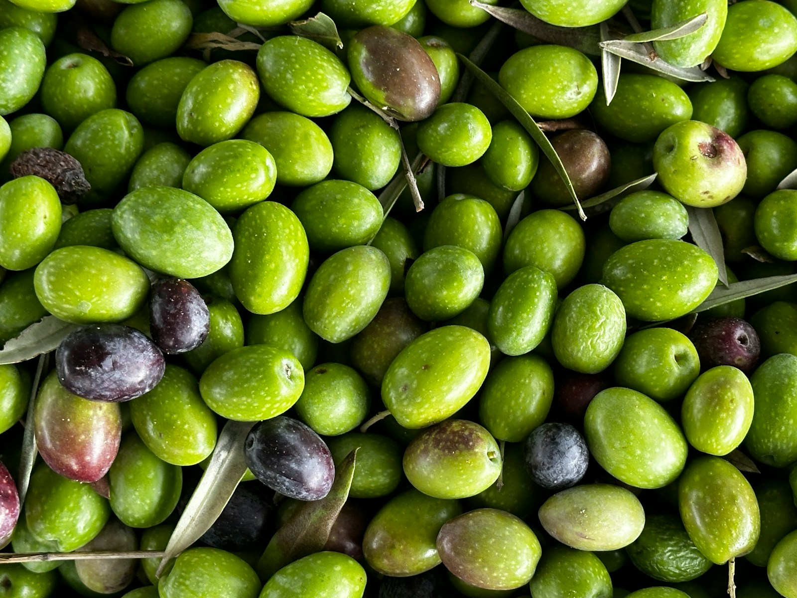 10 Proven Health Benefits of Olives — Backed by Science